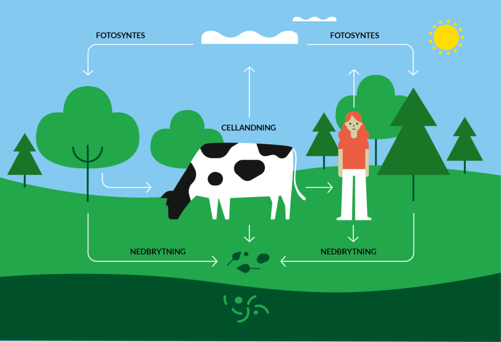 Kolets snabba kretslopp och fotosyntesen - Skogen i Skolan