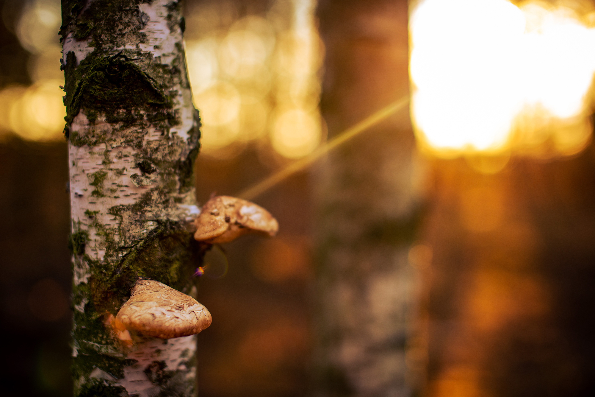 Trädet som ekosystem - Skogen i Skolan
