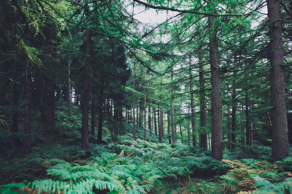 Vad är en skog? - Skogen i Skolan