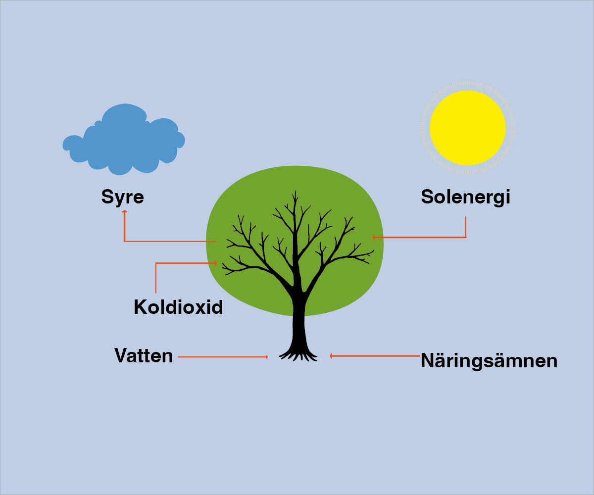 Sol Och Fotosyntes Skogen I Skolan