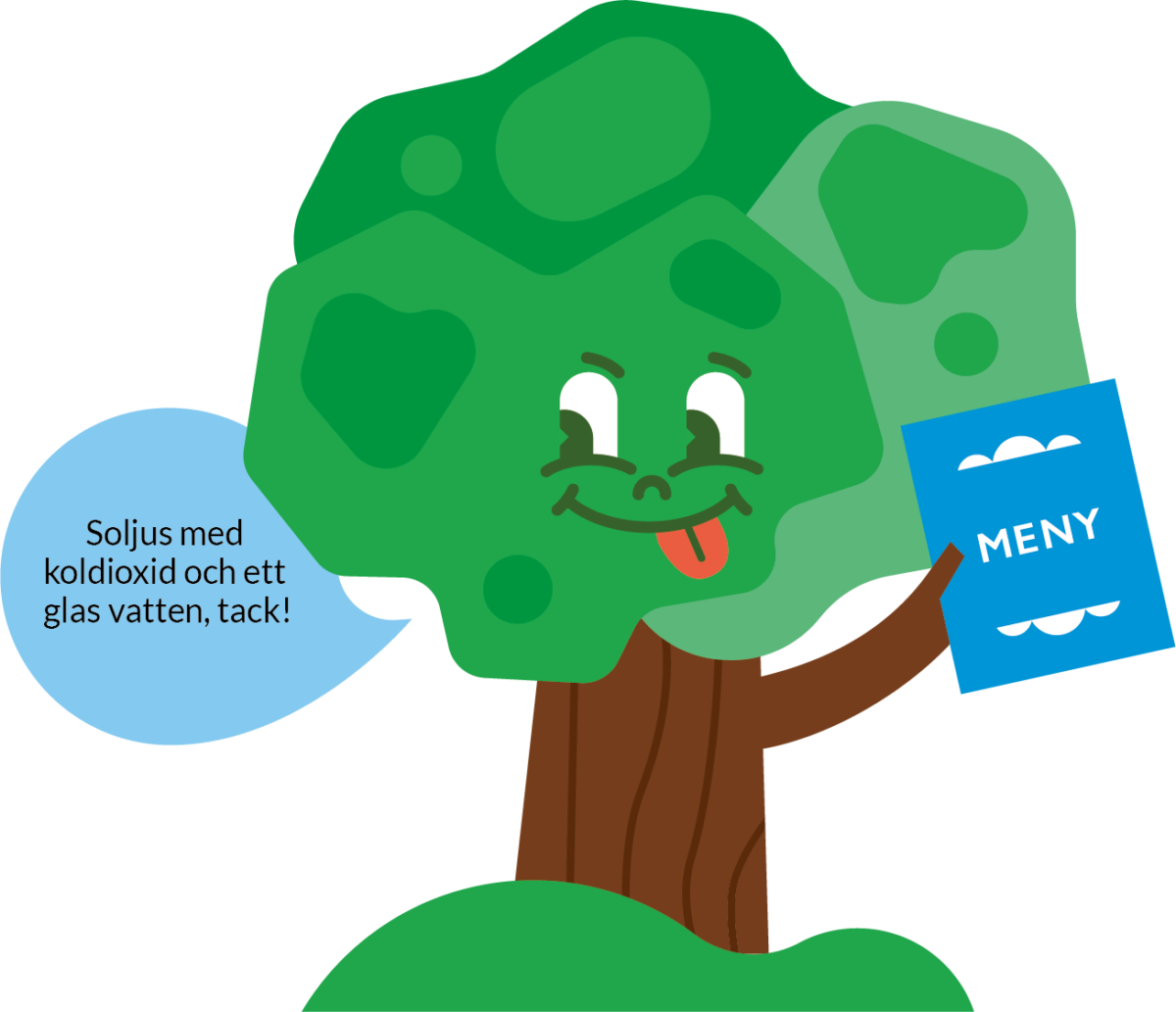 Kolets snabba kretslopp och fotosyntesen - Skogen i Skolan