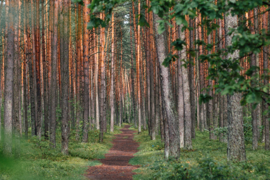 Trädet som ekosystem - Skogen i Skolan